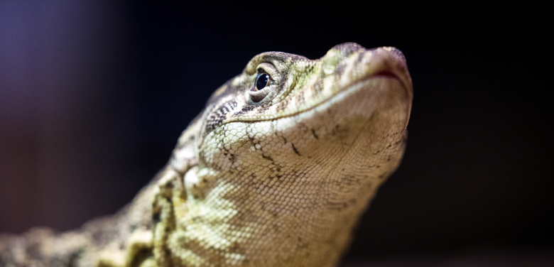 Be Ever Vigilant—Like the Monitor Lizard – Stop Losing and Win